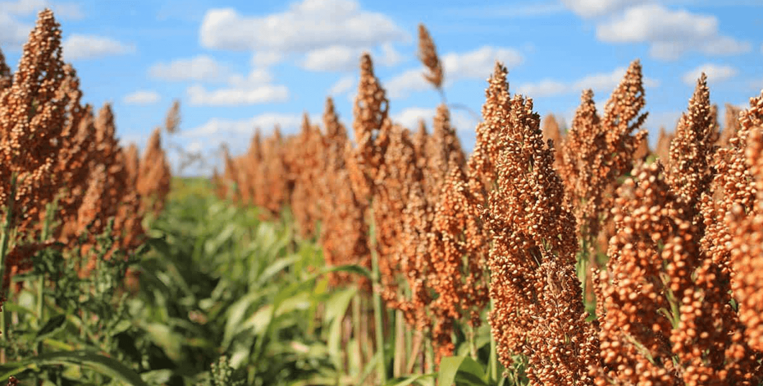 Sorghum Brands - Delta Corporation Limited